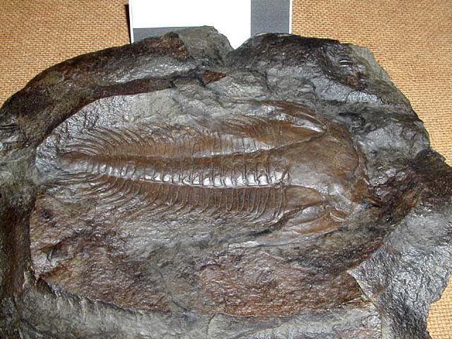 Redlichiida - JungleKey.fr Image